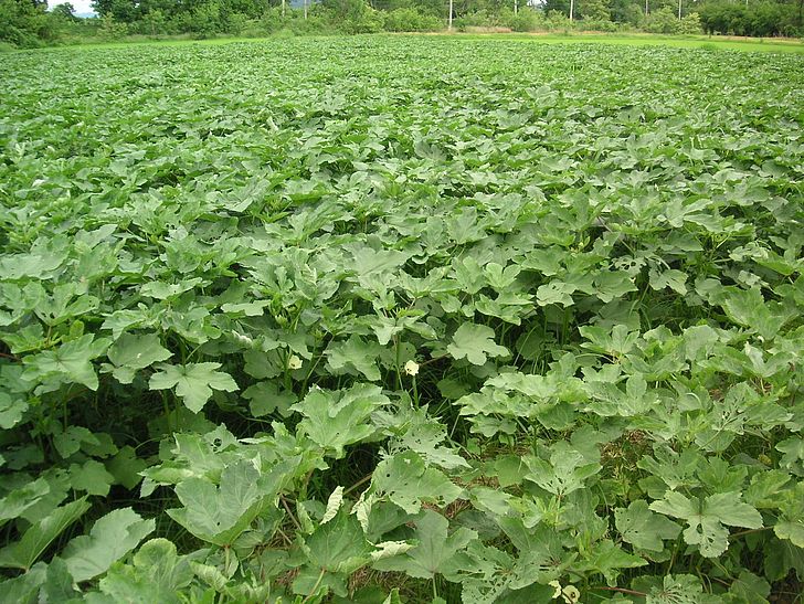 Mini Okra – HPW AG